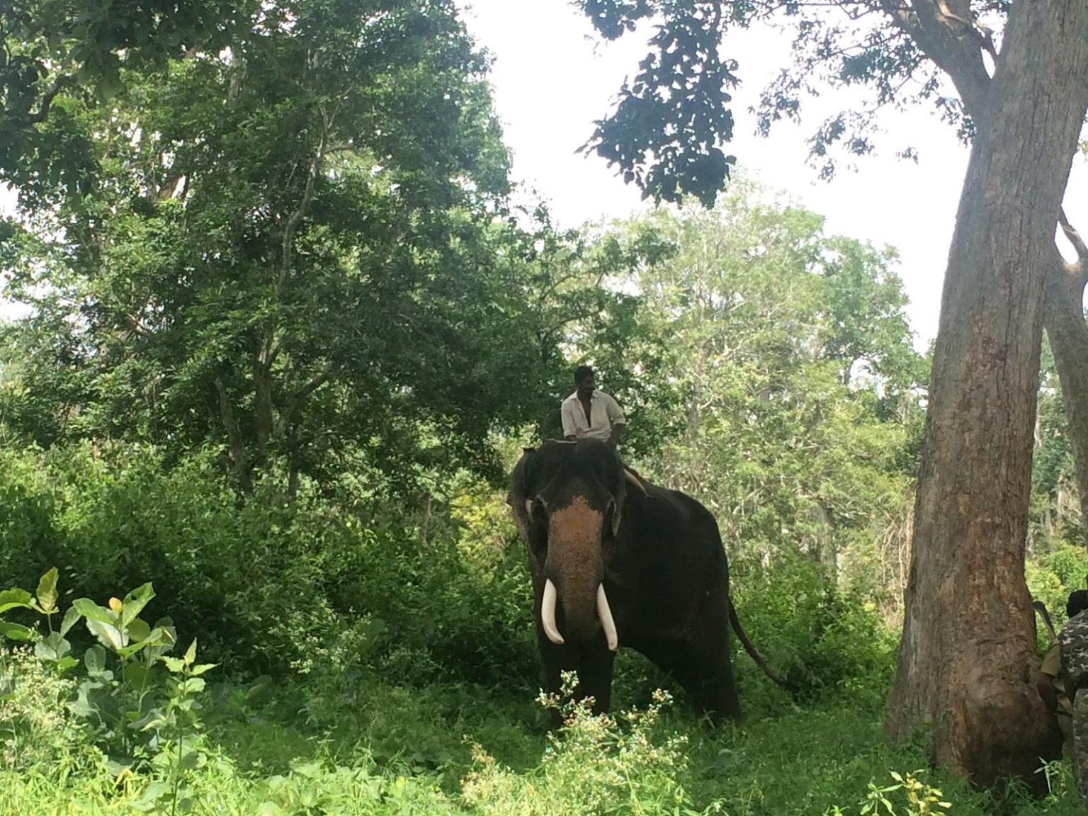 Masinagudi Cottages - Masinagudi Travel Guide + Jeep Safari